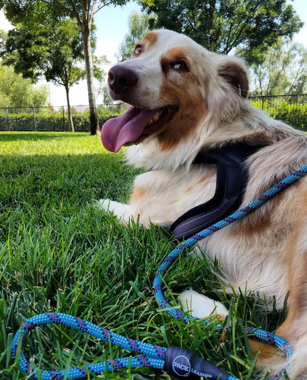 How to Give Back to Your Community - Pack Leashes