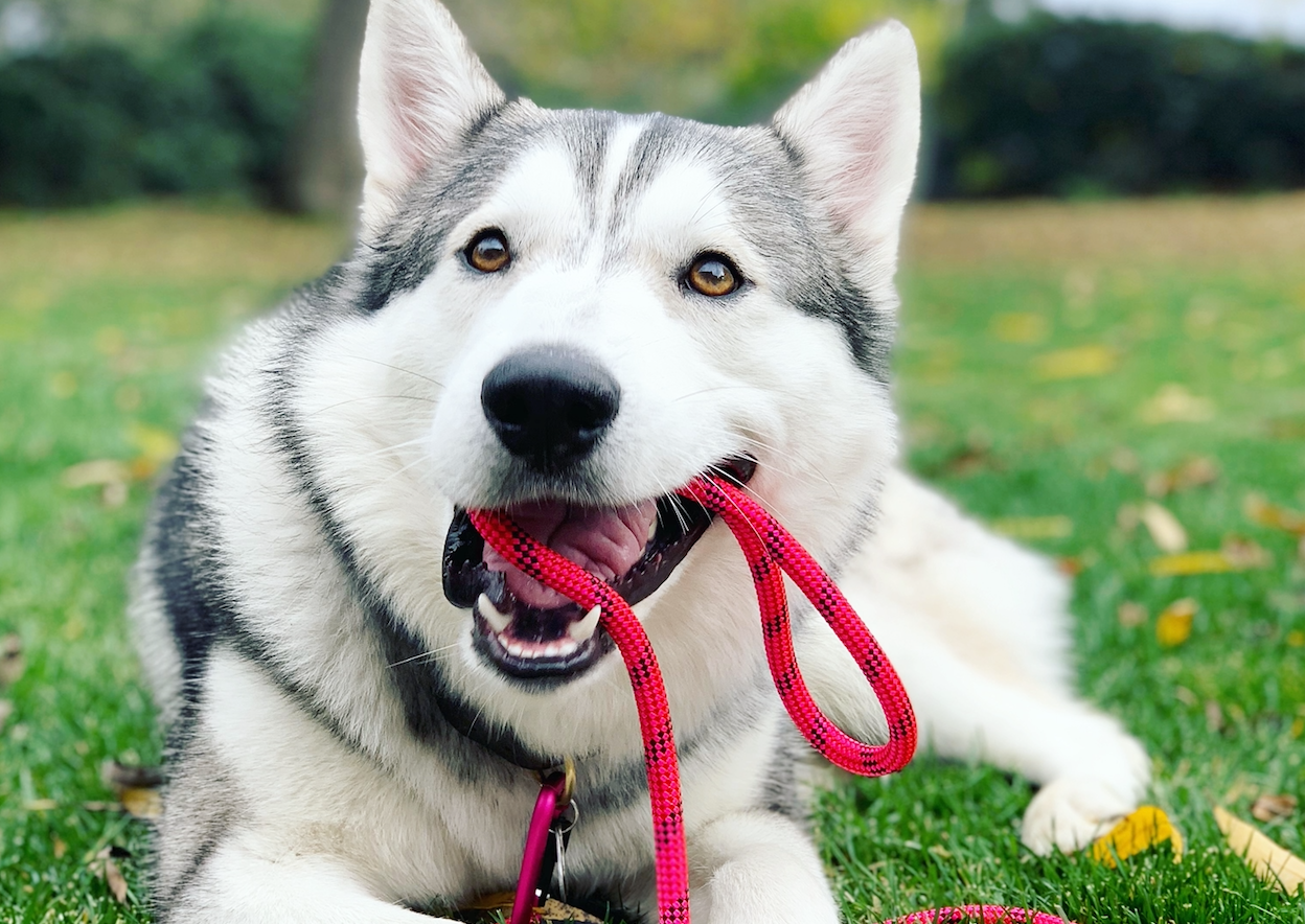 All Products Page 2 - Pack Leashes