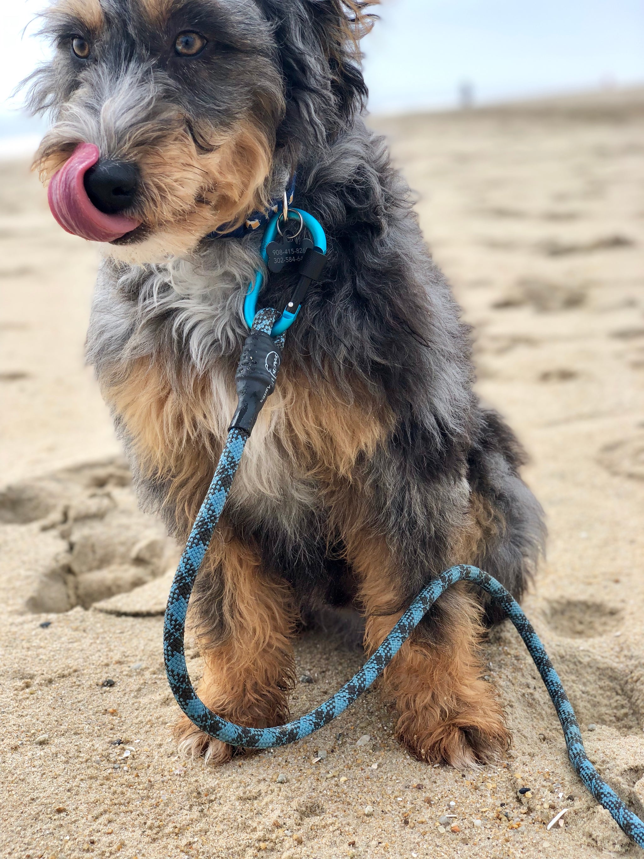 Riptide Blue Rope Leash - Pack Leashes