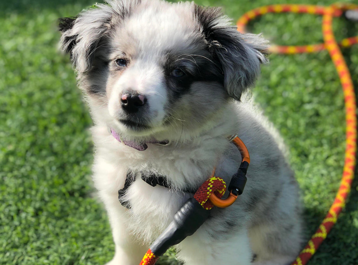 Leashes - Pack Leashes